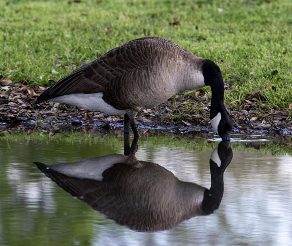 Canada geese are beautiful but a little messy | News | theadvocate.com