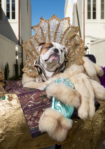 A crown prince of the animal kingdom rides high in Barkus today | Mardi ...