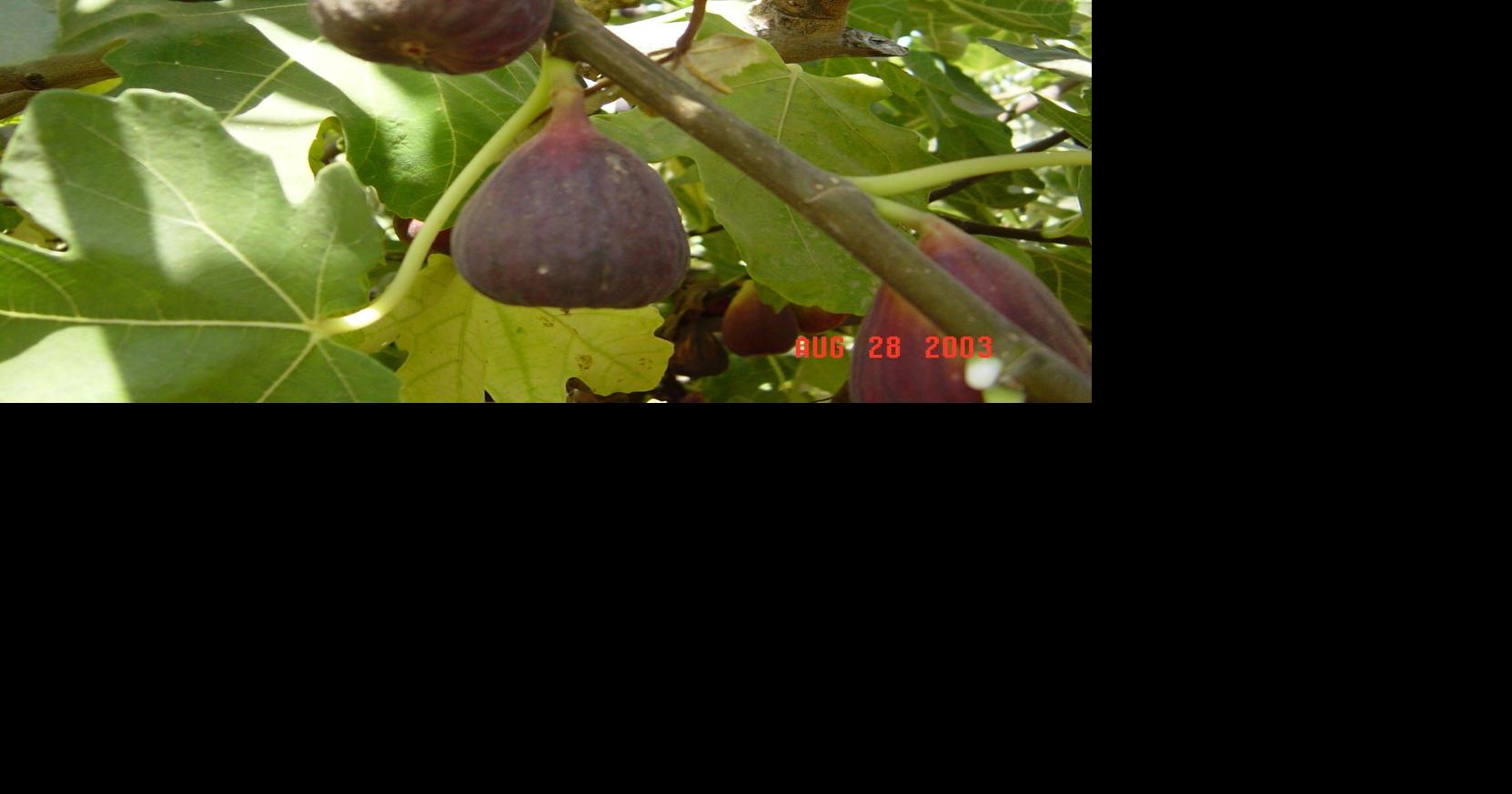 Propagate fig tree from a cutting: Dan Gill's advice | Entertainment ...