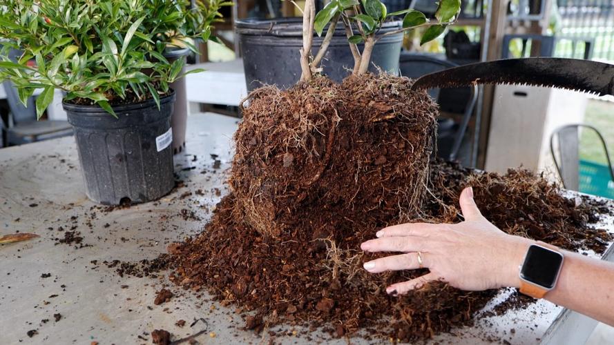 3 steps to take before planting a tree to ensure success ...