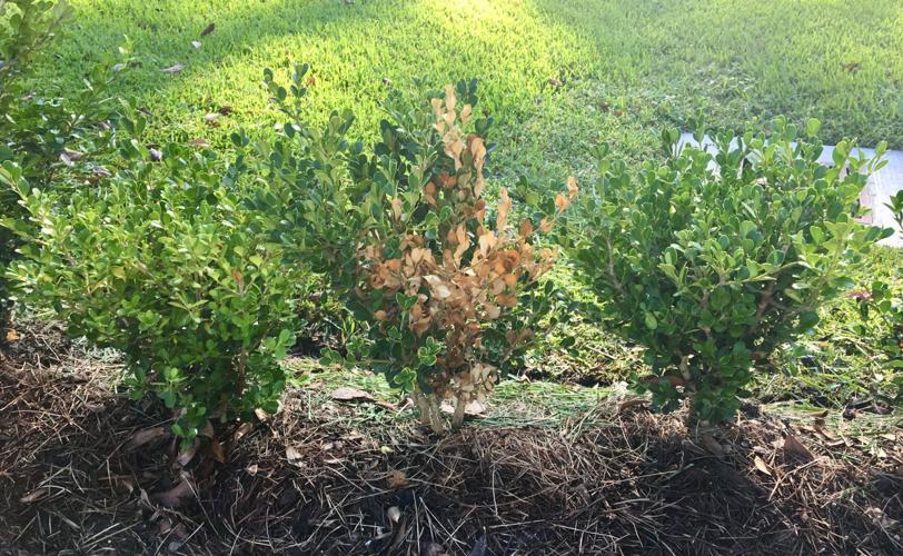 littleleaf boxwood problems