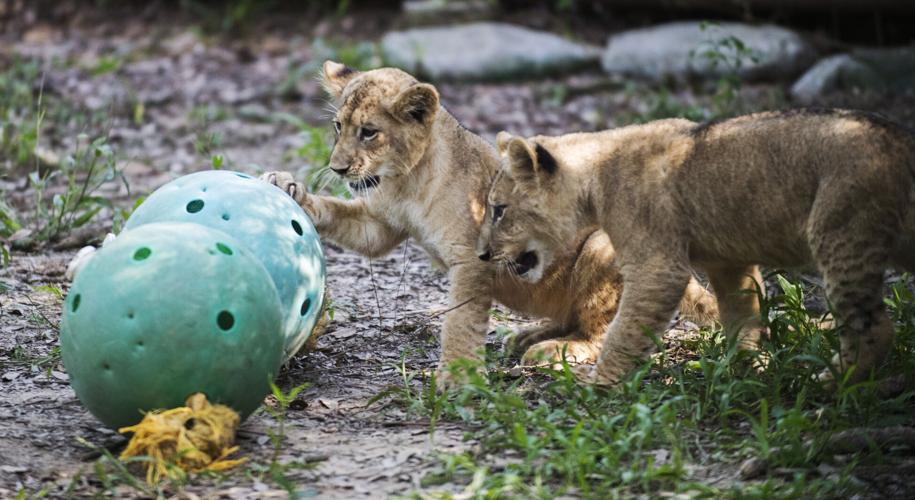 Cute and clumsy, Zoosiana's lion cubs will only be safe for cuddles for ...