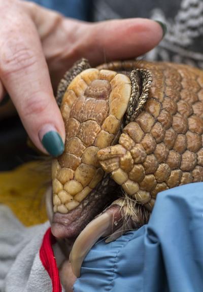 Baton Rouge armadillo sees his shadow, predicts more winter ...
