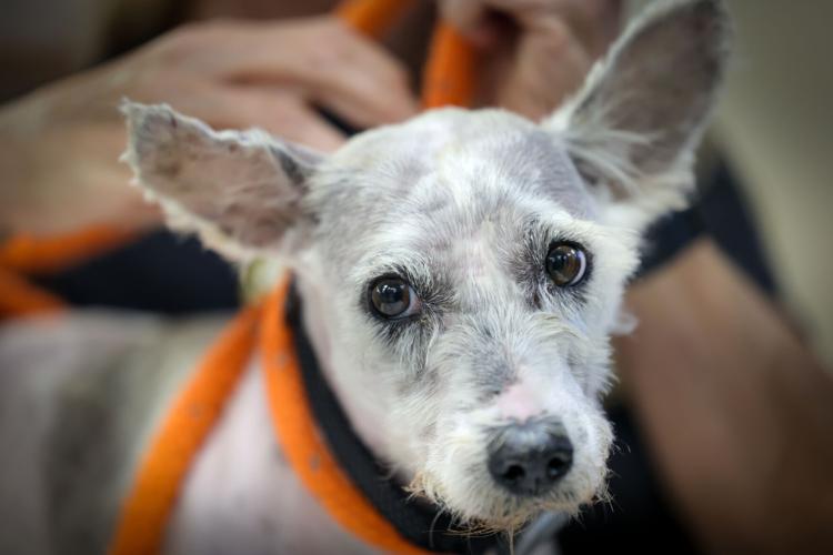 Star runaway dog, Scrim, in danger again on Uptown streets ...