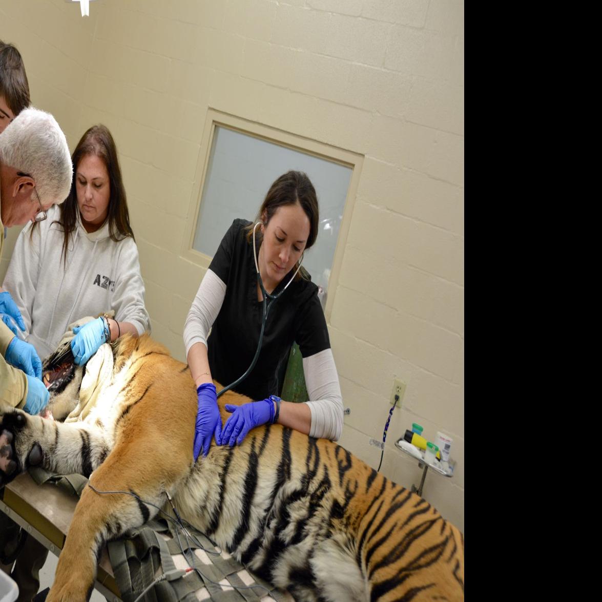 tiger vets