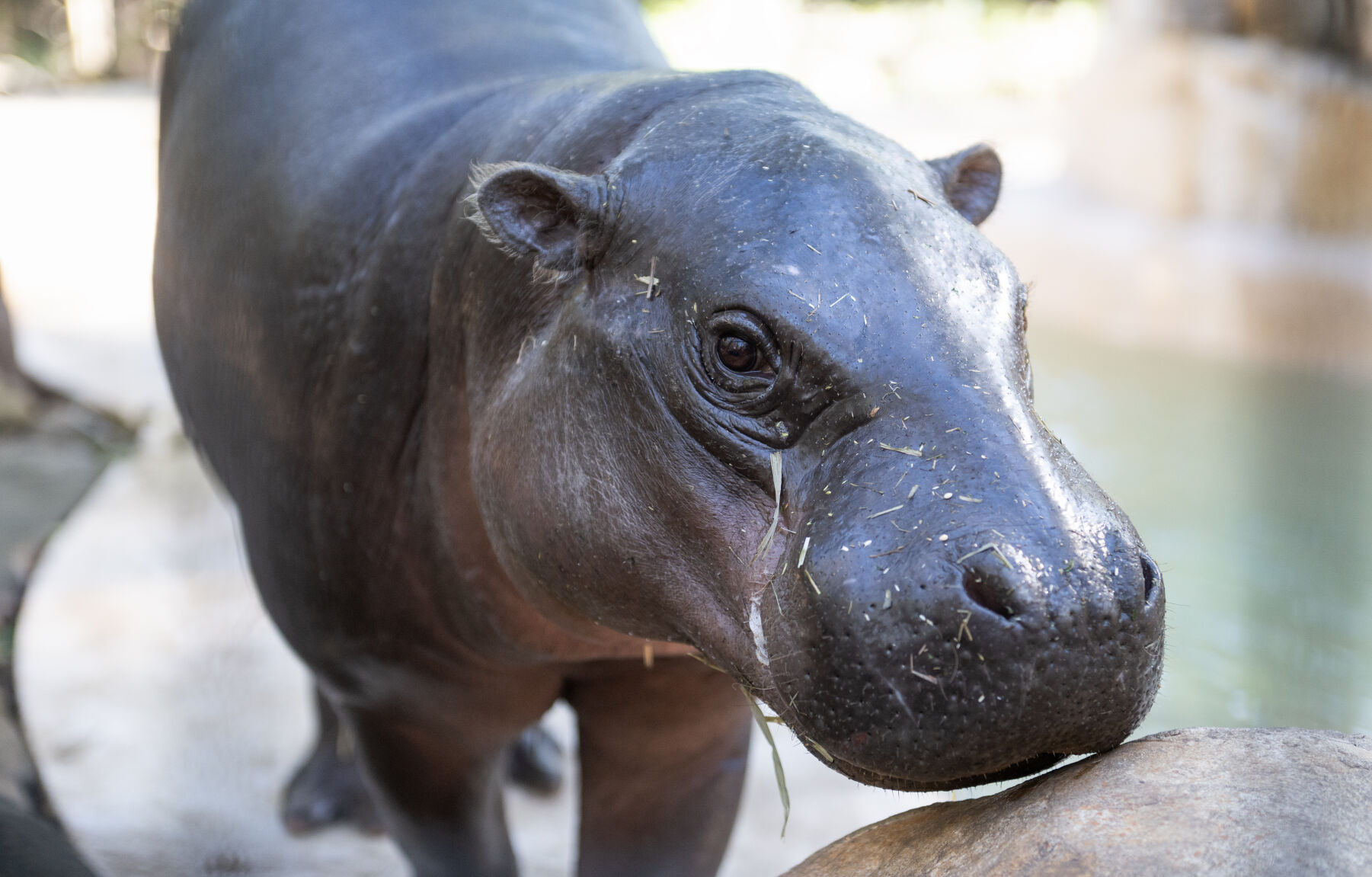 Photos: Zoosiana welcomes pygmy hippos Bella and Noche | Photos ...