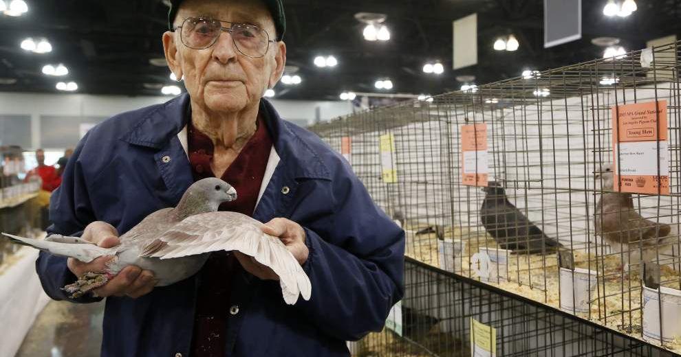 Pigeon pageant for beautiful birds dispels ‘rats with wings’ | Nation ...