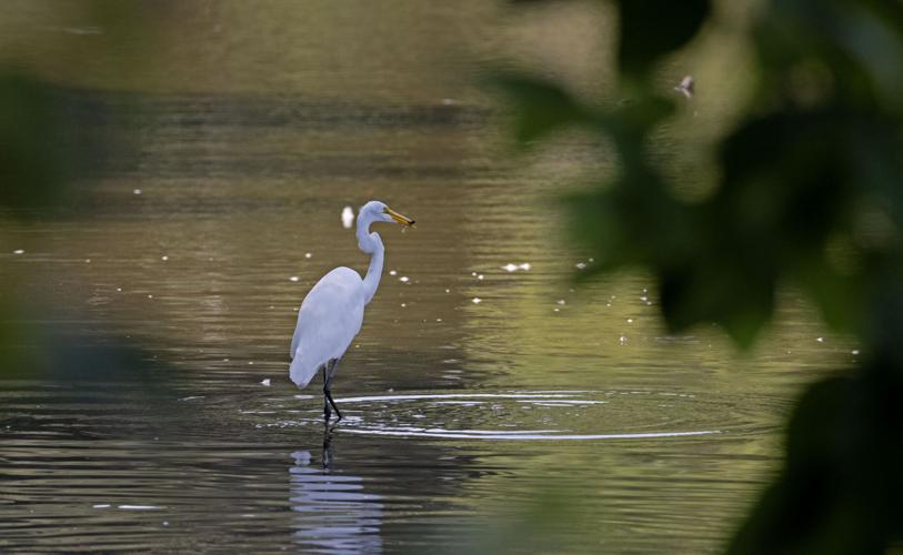 LSU Lakes Project Update: dredging, weir, May Street Project ...