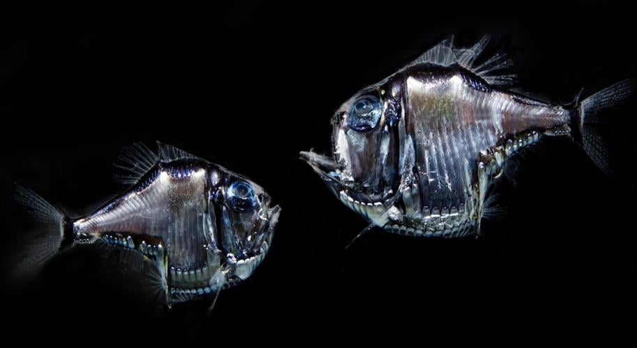 Tulane stores 8 million fish in a World War II bunker | Environment ...