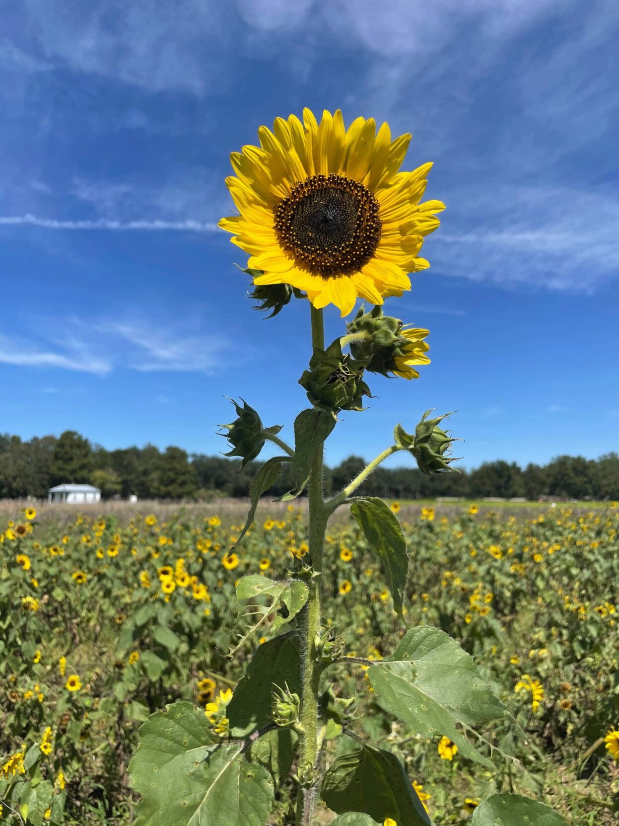 Suncredible Saturn sunflower: Stunning for small gardens ...