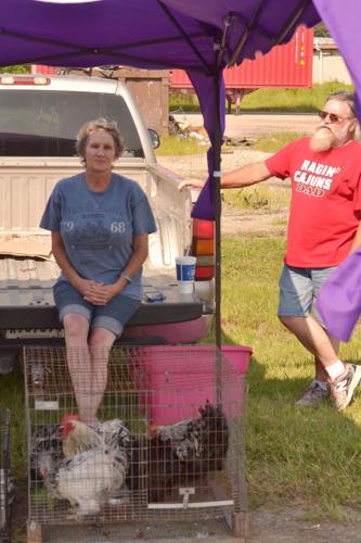 From plates to pets: Designer chickens transcend previous roles ...