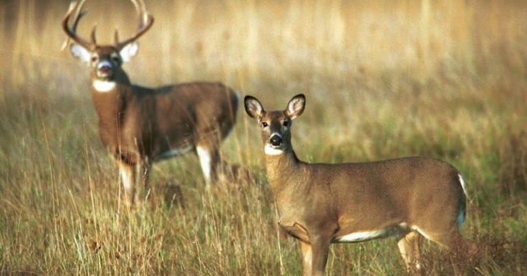 Deadly brain disease discovered in deer in Jeff Davis | News ...