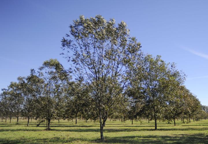 pecan tree not producing nuts