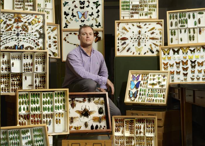 Could these glowing beetles improve human technology? An LSU professor ...