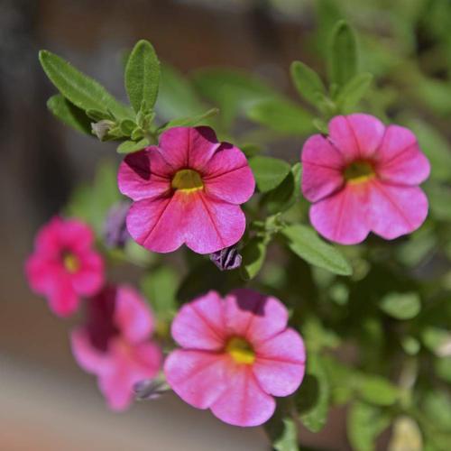 Preserving family’s antique camellias | Communities | theadvocate.com