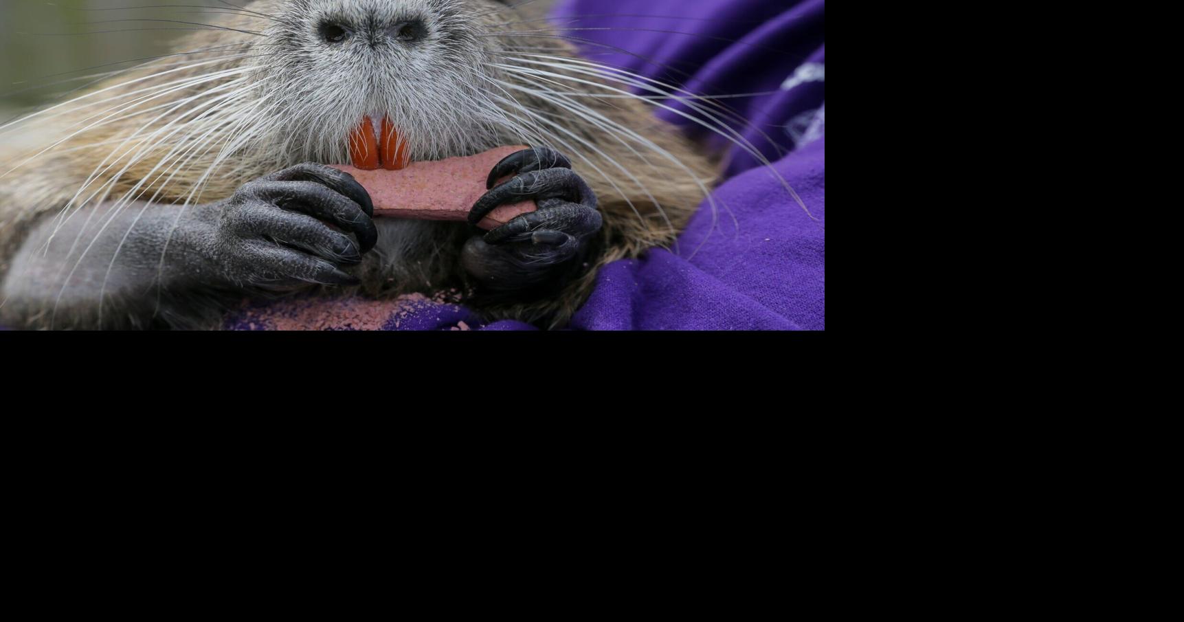 Nutria as pets? Why that's illegal and a bad idea | Environment ...