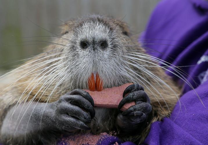 Rescued nutria rat becomes family pet in Bucktown | Entertainment/Life ...