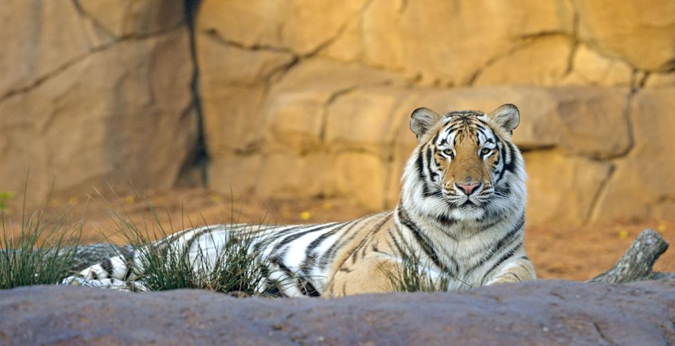Video: See this eye-popping encounter between LSU's Mike the Tiger and ...