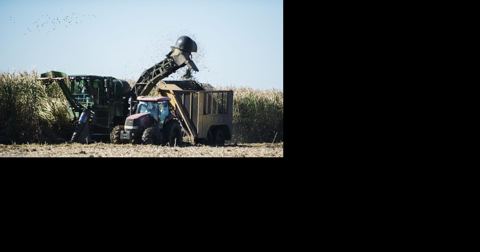 LSU AgCenter: Sugarcane acreage likely to increase in 2019 | Business ...