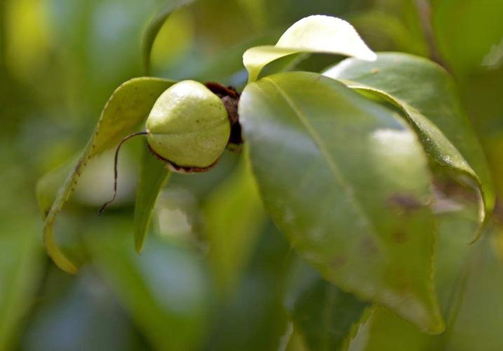 Preserving family’s antique camellias | Communities | theadvocate.com