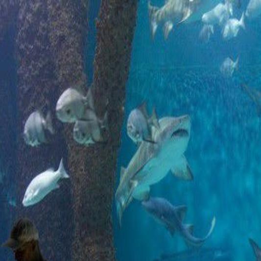 audubon aquarium sharks