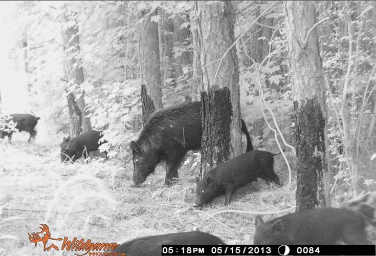 Wild hogs still a problem 8 years into U.S. control program ...