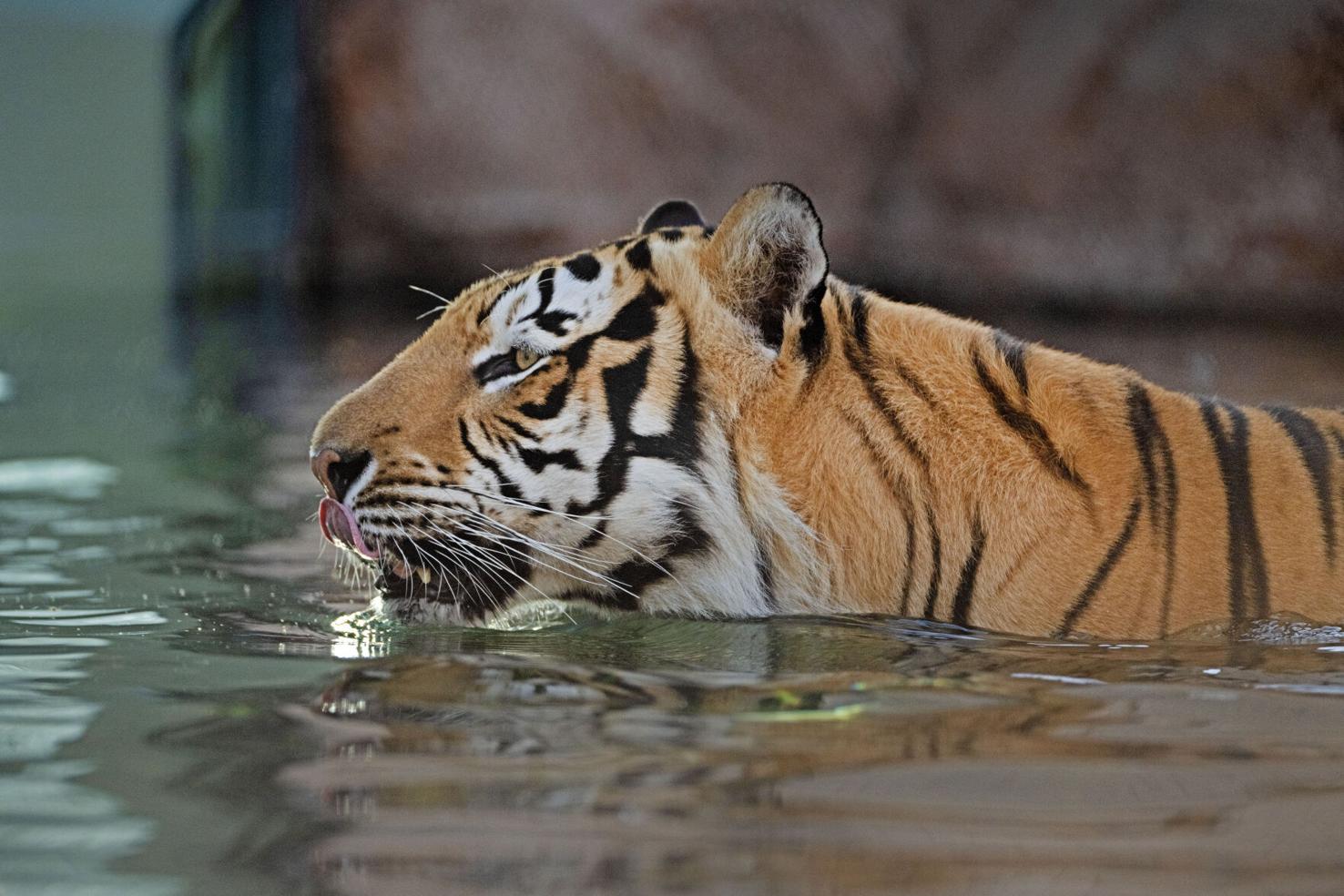 Brian Kelly mum on plans to parade tiger in Tiger Stadium | LSU ...