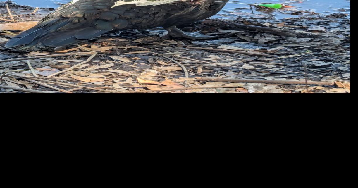 Canada Goose and ducks shot with blow darts at LSU Lakes | Crime/Police ...