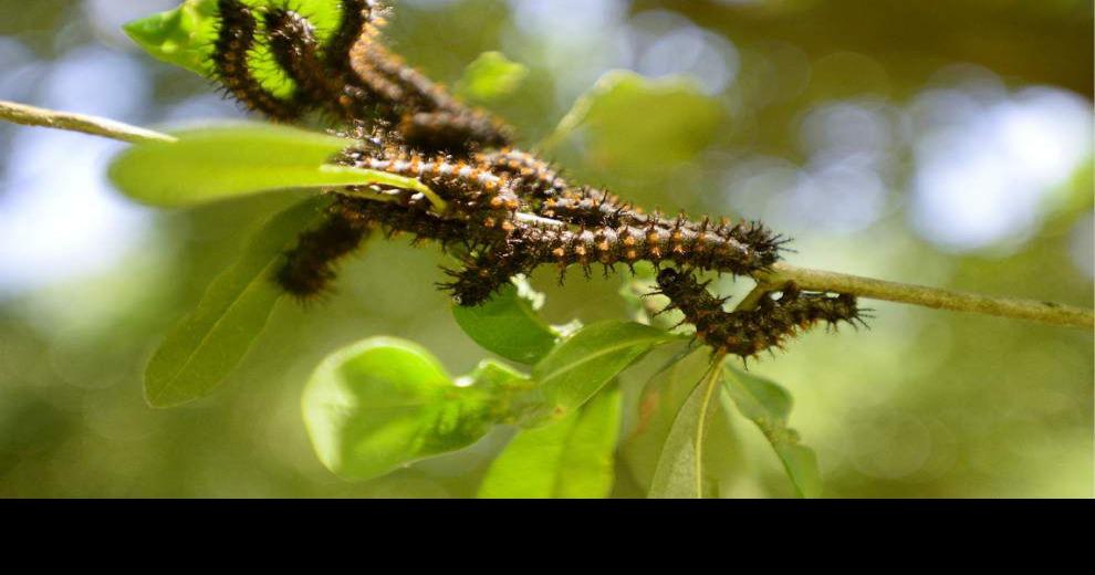 Scientist sees no signs yet of rise in caterpillar population | News ...