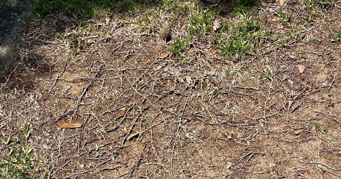 Root rot: Lawn problem in BR Louisiana weather has created ...