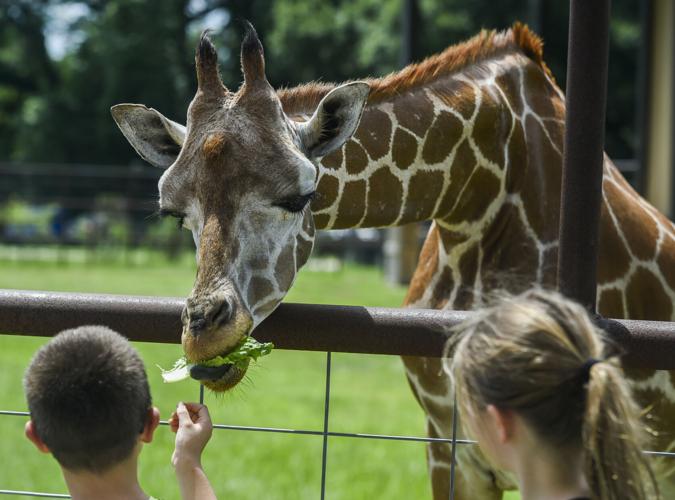 Photos: World Giraffe Day | Photos | theadvocate.com