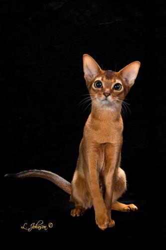 Cat fans and their furry friends converge upon Lamar-Dixon ...