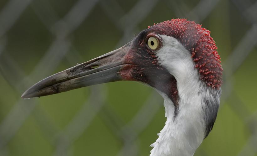 Little white lies: Costumes fool Audubon whooping cranes into learning ...