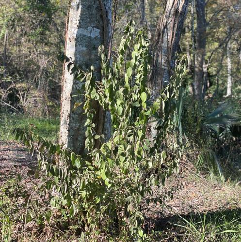 Drought stress in trees: what to do about it | Entertainment/Life ...