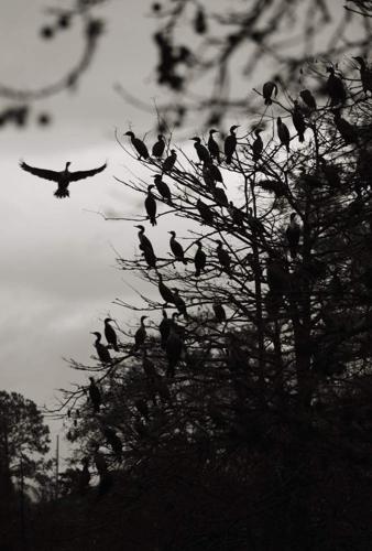 Mesmerizing new bird-migration map shows Louisiana a popular destination | Nation World ...