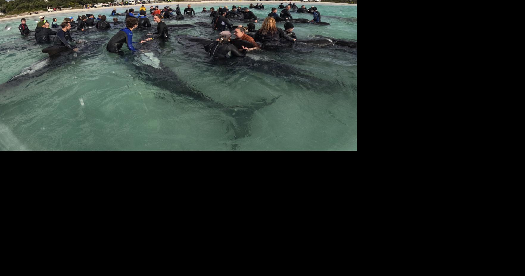 Volunteers rush to save nearly 100 beached whales | Environment ...