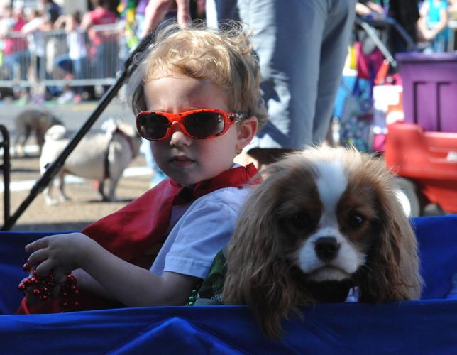 Photos: Chiens Mardi Gras parade | Photos | theadvocate.com