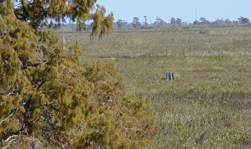 Breakwaters a new defensive line for important Manchac swamp ...