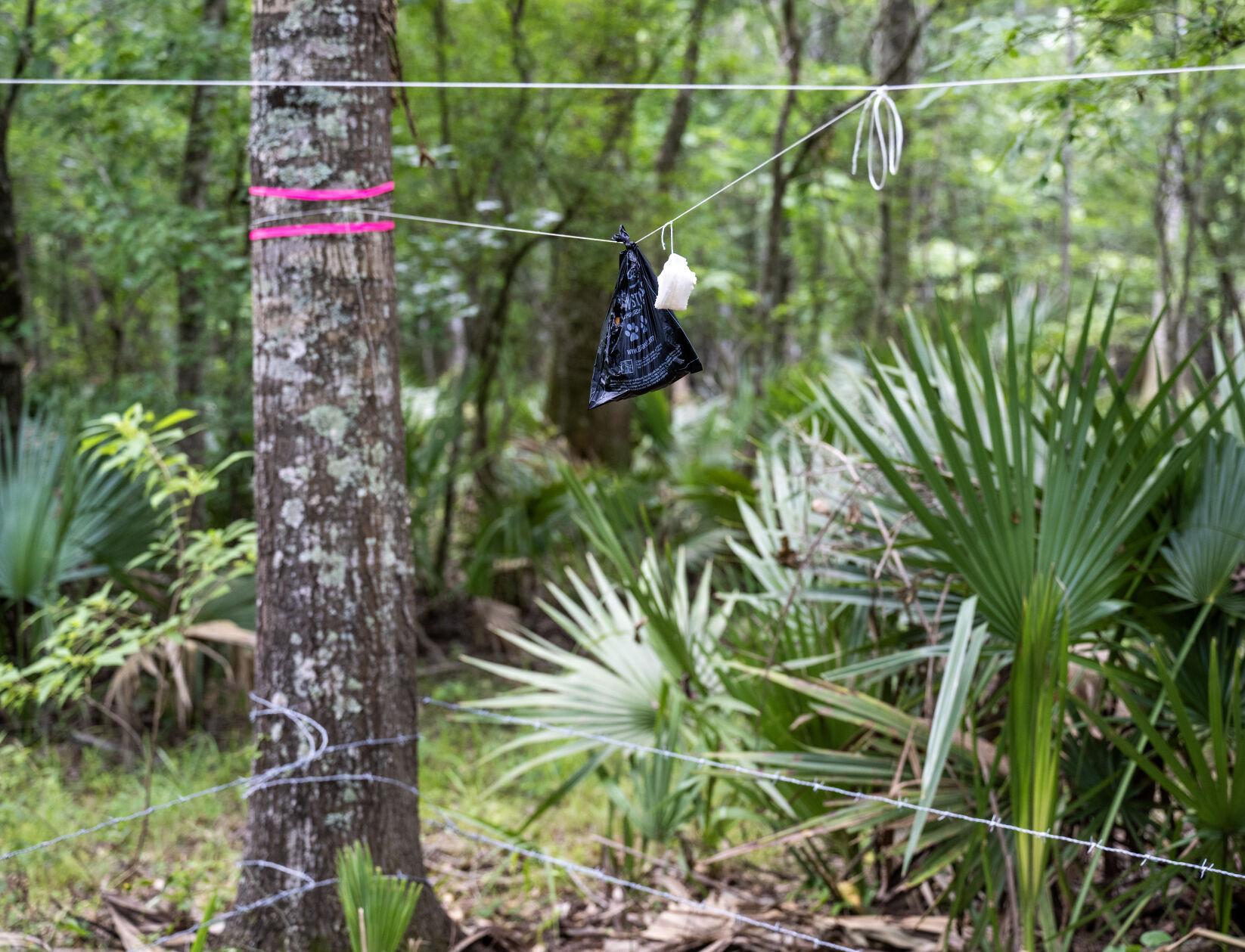 Letters: The bait-and-swiich on Louisiana's black bears | Opinion ...