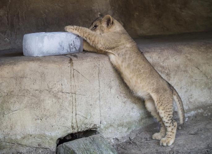 Cute and clumsy, Zoosiana's lion cubs will only be safe for cuddles for ...