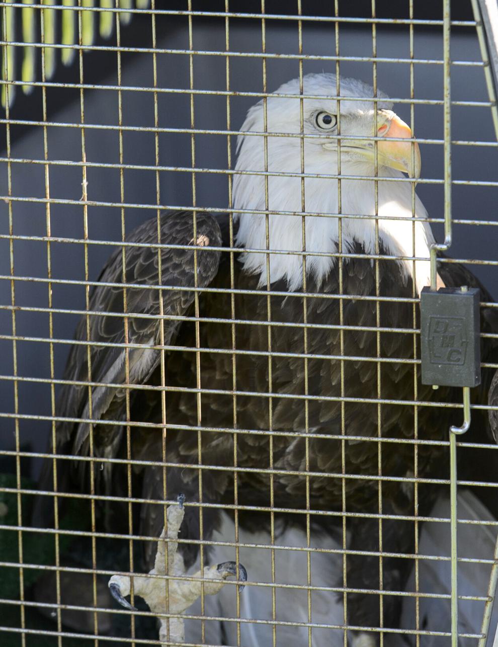 Photos: Coach Kelly plays a part in eagle release from LSU Vet Med ...