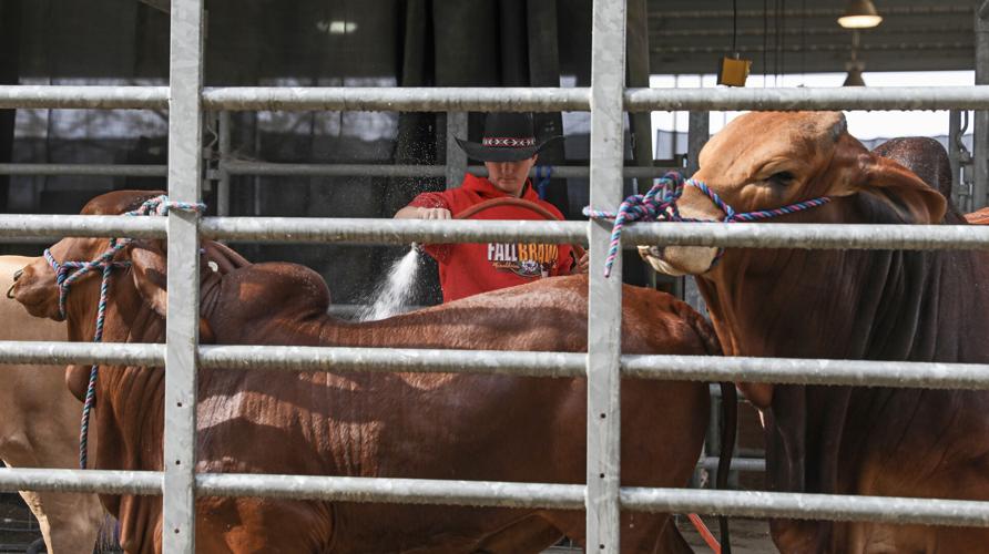 Livestock exhibitors and their animal compete in Feliciana Livestock ...