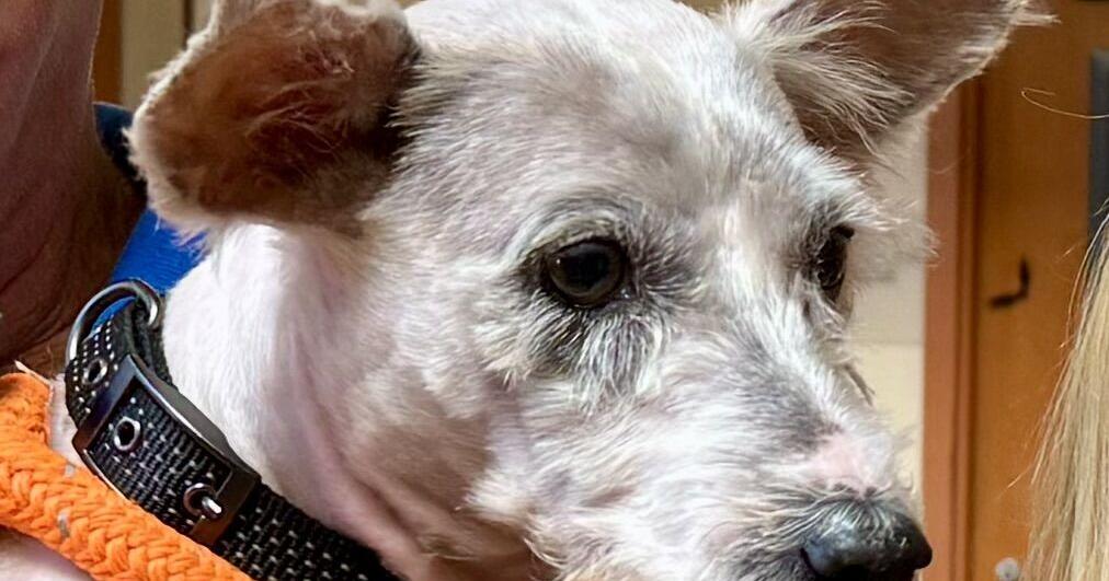 Scrim, New Orleans famous fugitive dog, captured ... again ...