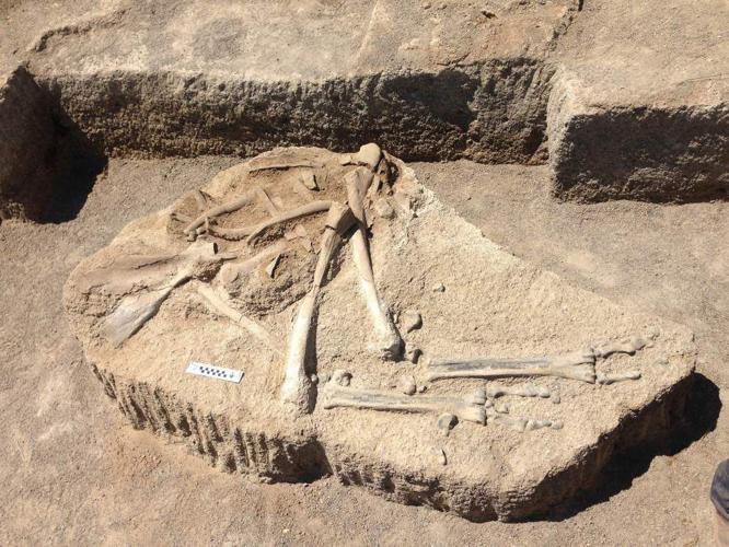 14-foot camel? Lafayette museum receiving replica of one based on 7 ...