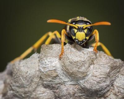 Beekeeper removes 'extreme amount' of angry wasps from shed in ...