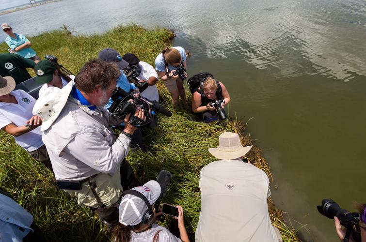 Shell game: researchers release 21 diamondback terrapins hatched from ...