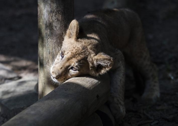 Cute and clumsy, Zoosiana's lion cubs will only be safe for cuddles for ...