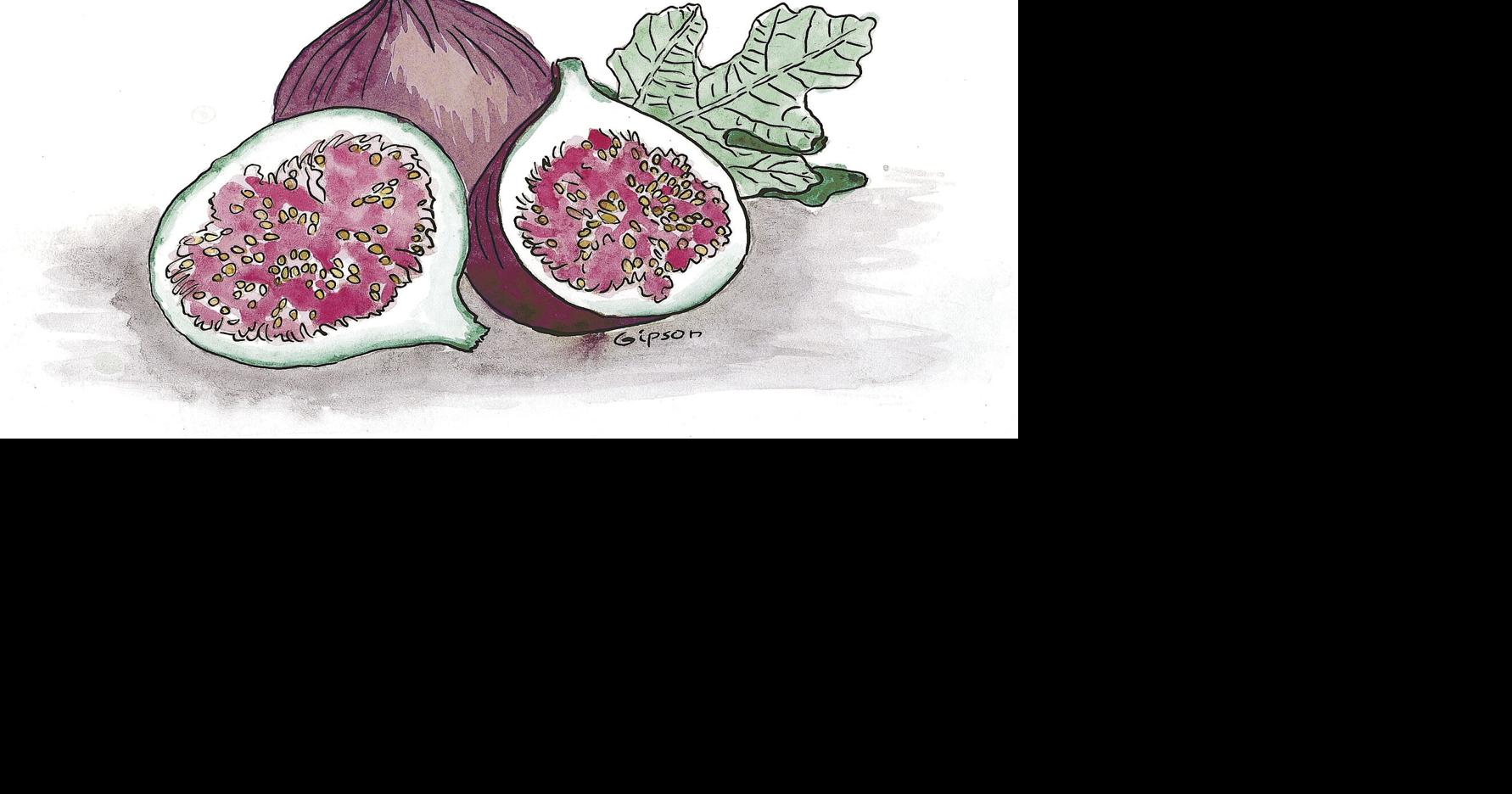 Human Condition: Figs are helping to preserve memories | Entertainment ...