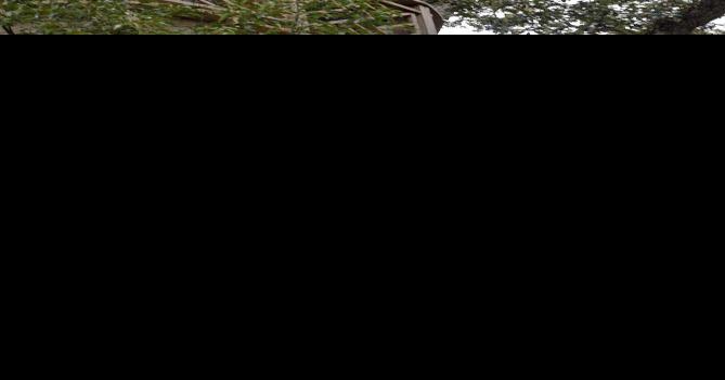 Raising Cane’s founder Todd Graves turned to ‘Treehouse Masters’ for ...