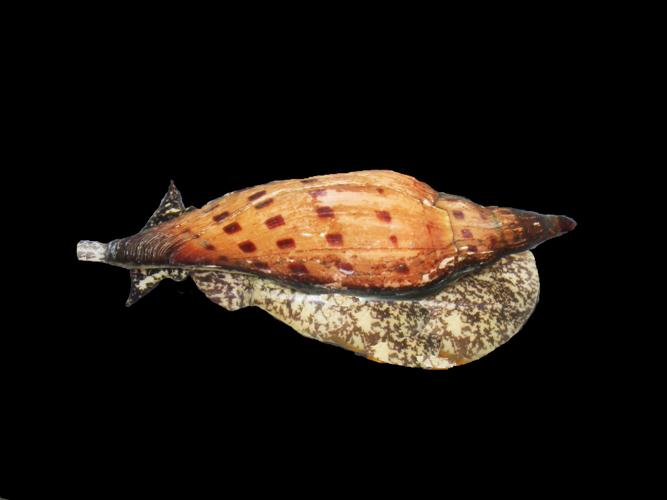 Shells from all over: Annual show moves to BREC Headquarters | Arts ...